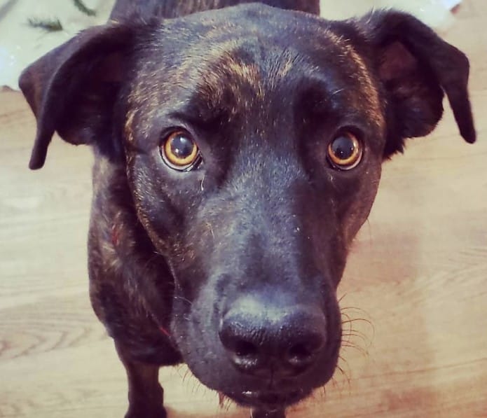 26 Utterly Gorgeous Great Dane Mixes You Need In Your Life - PetPress