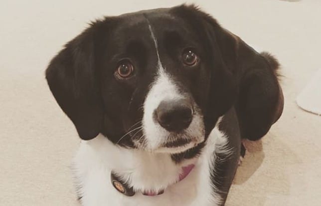 18 Times Springer Spaniels Mixed With Other Breeds, And The Result Was ...