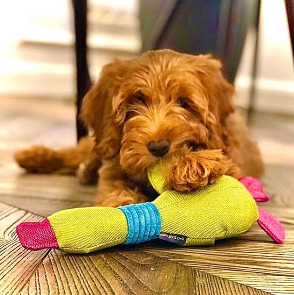 15 Basic Facts About Labradoodles Everyone Should Know - PetPress