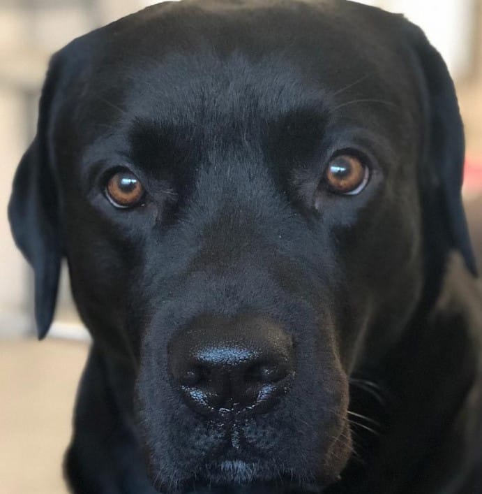 6 Cane Corso Italiano Mix Breeds – The Popular and Adorable Hybrid Dogs ...