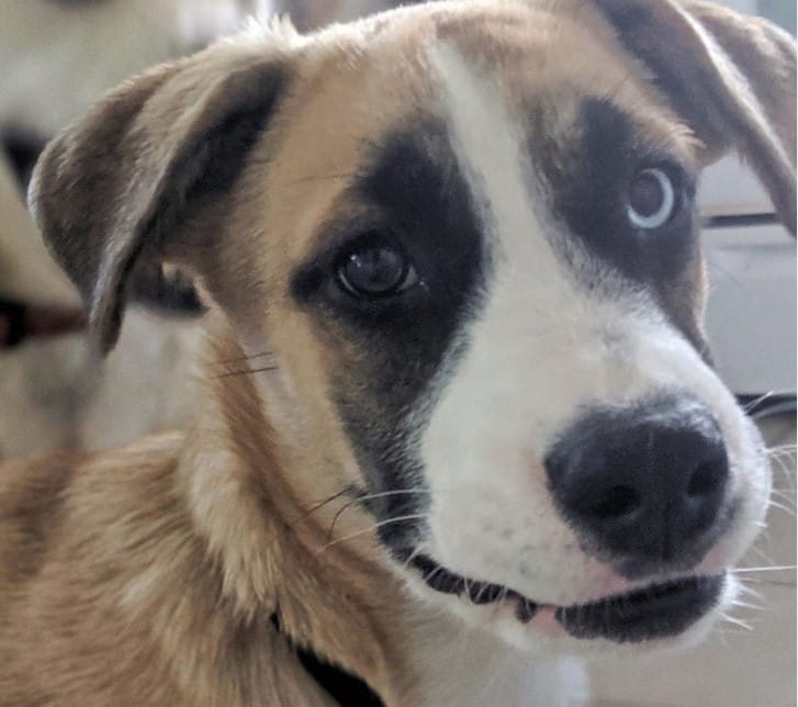9 Cute Akita Inu Mixes That'll Melt Your Heart - PetPress