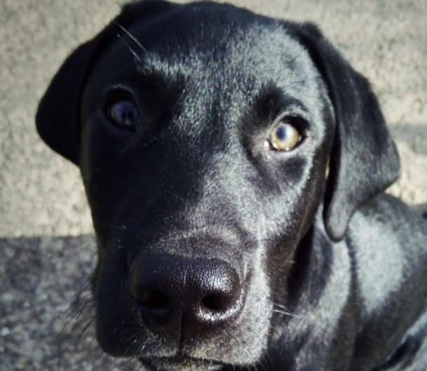 5 Vizsla Mix Breeds – The Popular and Adorable Hybrid Dogs - PetPress