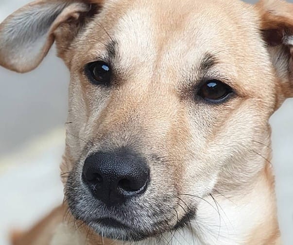 7 Basenji Mix Breeds – The Popular and Adorable Hybrid Dogs - PetPress