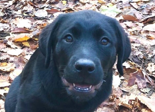 35 Cute Rottweiler Mixes That'll Melt Your Heart - PetPress