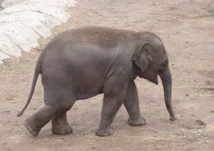 Elephant Names: 300 Best Names For Boy and Girl Elephants