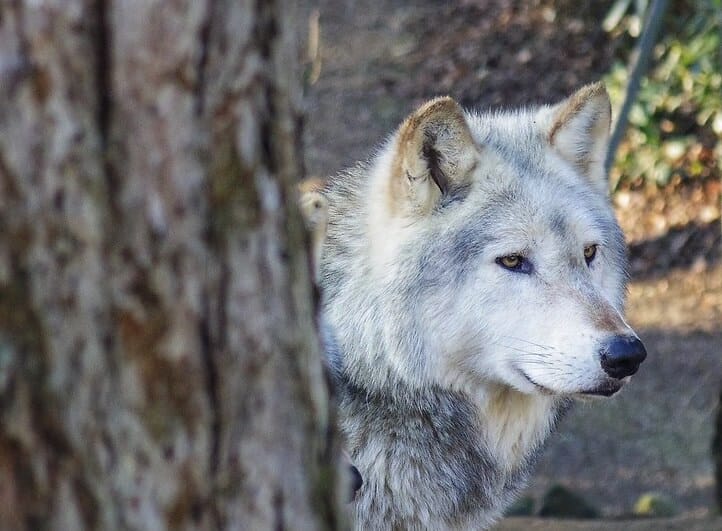 Top 250 Male Wolf Names - Which One Is Your Favorite?