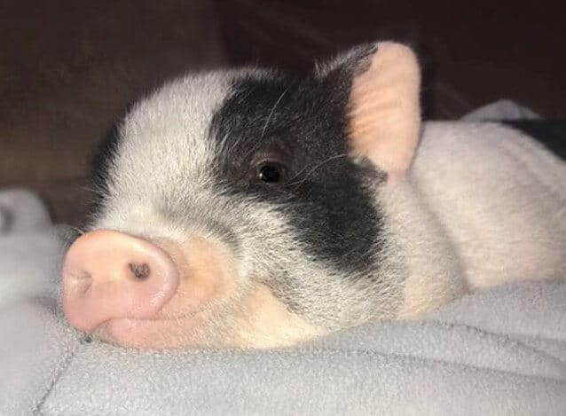 Best Female Pig Names - 230 Great Ideas For Naming Your Pet Pig - PetPress