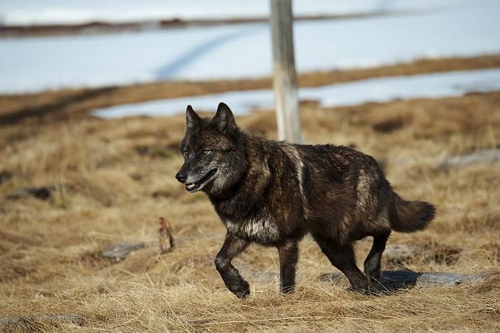380 Popular Female Wolf Names & Names that Mean Wolf | PetPress