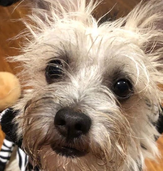 32 Maltese Mix Breeds – The Popular and Adorable Hybrid Dogs - PetPress