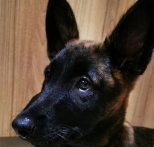 4 Belgian Malinois Mixes That'll Melt Your Heart - PetPress