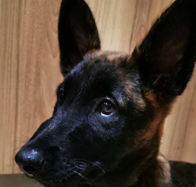 4 Belgian Malinois Mixes That'll Melt Your Heart - PetPress