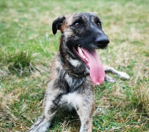 9 Times Greyhounds Mixed With Other Breeds - PetPress