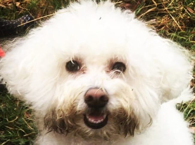 24 Bichon Frise Mixes: Bichon Frise Cross Breeds - PetPress