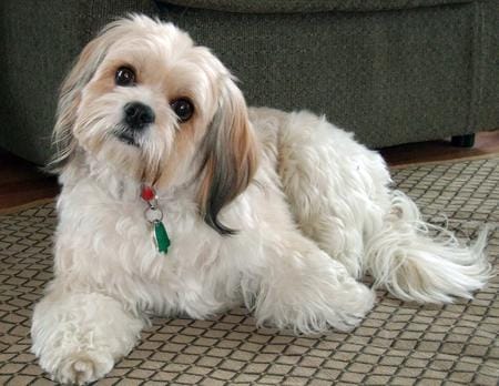 32 Maltese Mix Breeds – The Popular and Adorable Hybrid Dogs - PetPress