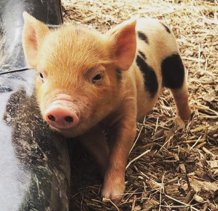 Pig Names: The 500 Most Popular Male and Female Pig Names