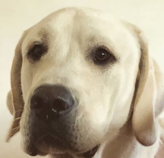 18 Great Pyrenees Mix Breeds – The Popular and Adorable Hybrid Dogs ...