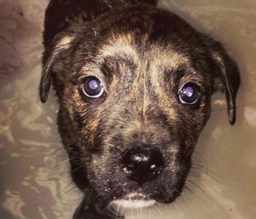 19 English Mastiff Mixes That'll Melt Your Heart - PetPress