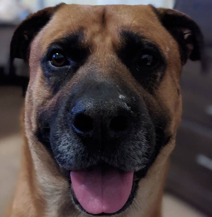 19 English Mastiff Mixes That'll Melt Your Heart - PetPress