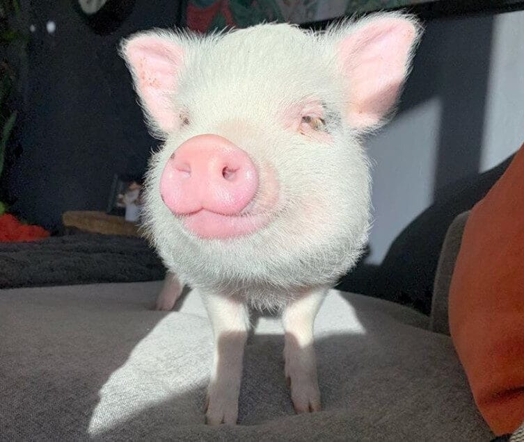 Best Female Pig Names - 230 Great Ideas For Naming Your Pet Pig - PetPress