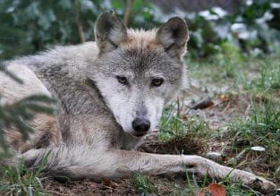 Native American Wolf Names (60+ Powerful Names with Meanings)