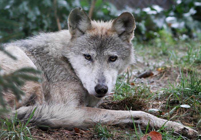 Native American Wolf Names (60+ Powerful Names with Meanings)