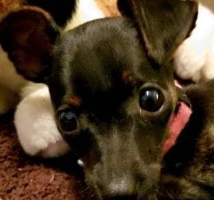 28 Cairn Terrier Mix Breeds – The Popular and Adorable Hybrid Dogs ...