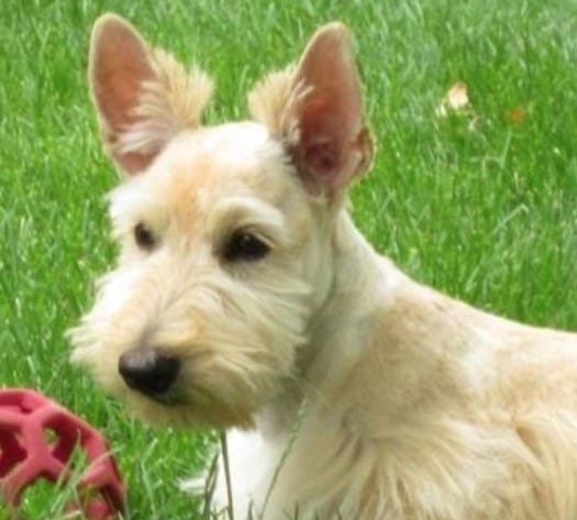 25 Scottish Terrier Mix Breeds – The Popular and Adorable Hybrid Dogs ...
