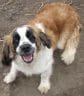 16 Saint Bernard Mixes That Will Melt Your Cold, Unloving Heart - PetPress
