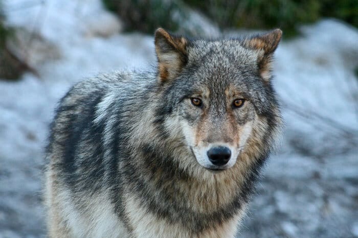 Wolf Names: 500+ Male & Female Names for Wolf with Meanings Wolf Names: 500+ Male & Female Names for Wolf with Meanings