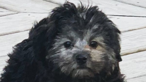 32 Maltese Mix Breeds – The Popular and Adorable Hybrid Dogs - PetPress