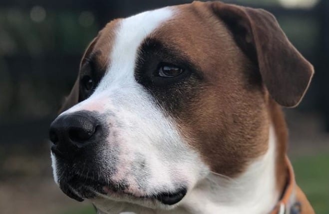 15 Bernese Mountain Dog Mixes You've Never Seen - PetPress