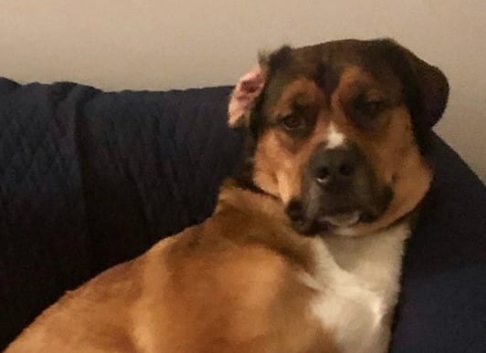 19 English Mastiff Mixes That'll Melt Your Heart - PetPress