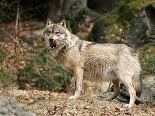 380 Popular Female Wolf Names & Names that Mean Wolf | PetPress