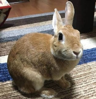 The 500 Best Male Rabbit Names For Your Bunny - PetPress