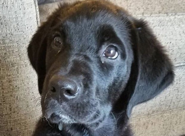 11 Newfoundland Mixes That'll Melt Your Heart - PetPress