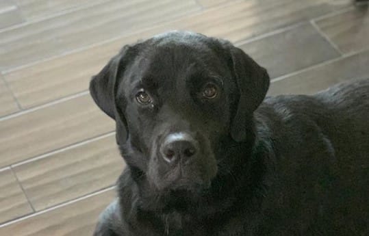 11 Newfoundland Mixes That'll Melt Your Heart - PetPress