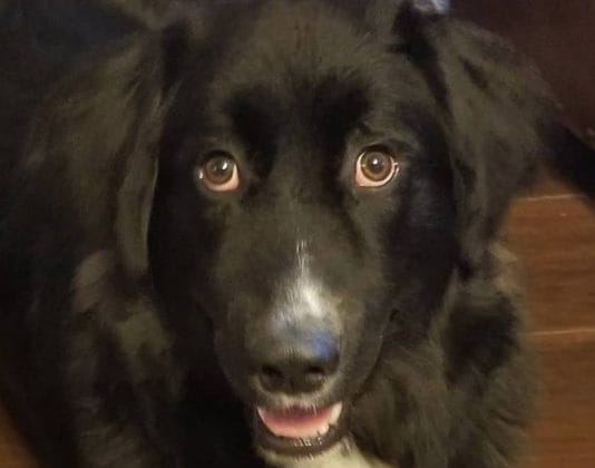 11 Newfoundland Mixes That'll Melt Your Heart - PetPress
