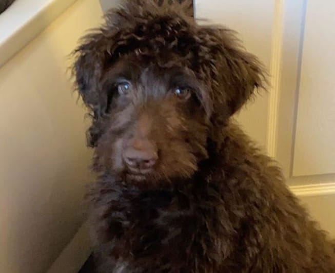 11 Newfoundland Mixes That'll Melt Your Heart - PetPress