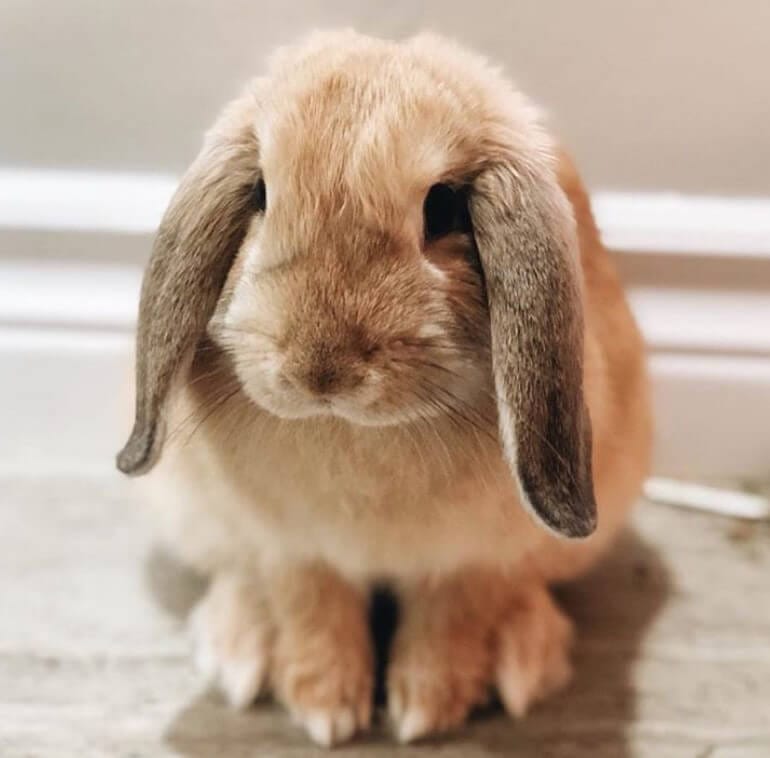 Rabbit Names: The 700 Most Popular Bunny Names - PetPress