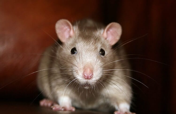 500 Best Rodent Names for Hamsters, Guinea Pigs, Rats and More - PetPress
