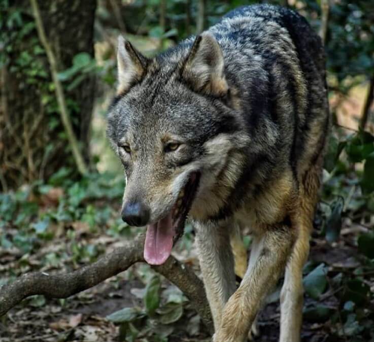 Wolf Names: 500+ Male & Female Names for Wolf with Meanings