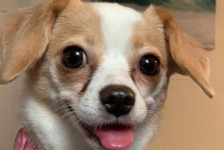 35 Papillon Mix Breeds – The Popular and Adorable Hybrid Dogs - PetPress