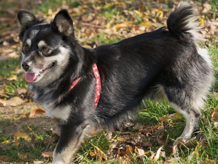 18 Shiba Inu Mix Breeds – The Popular and Adorable Hybrid Dogs - PetPress