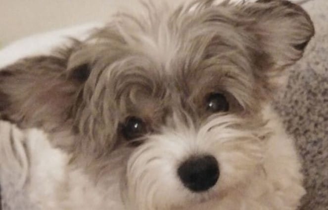 24 Bichon Frise Mixes: Bichon Frise Cross Breeds - PetPress