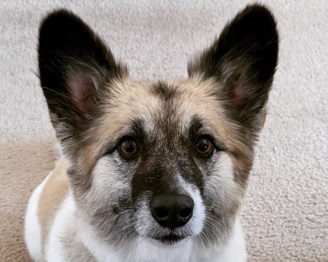 35 Papillon Mix Breeds – The Popular and Adorable Hybrid Dogs - PetPress