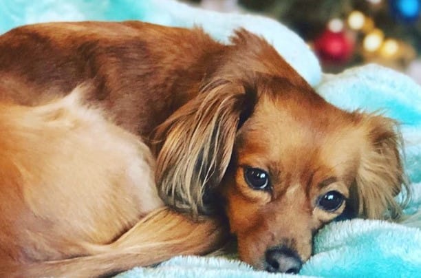 35 Papillon Mix Breeds – The Popular and Adorable Hybrid Dogs - PetPress