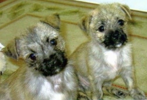 34 Pekingese Mixes That Will Melt Your Cold, Unloving Heart - PetPress