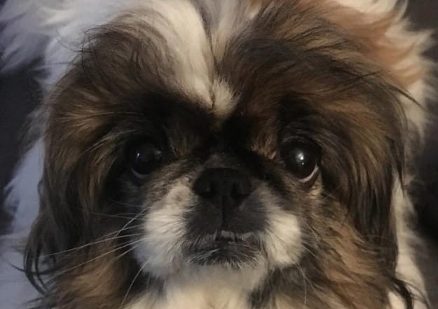 34 Pekingese Mixes That Will Melt Your Cold, Unloving Heart - PetPress