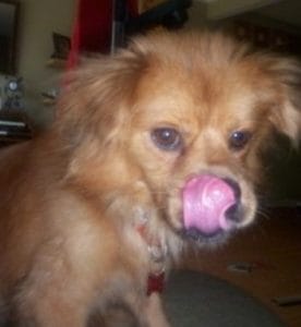 14 Chow Chow Mix Breeds That Are Unbelievably Cute!