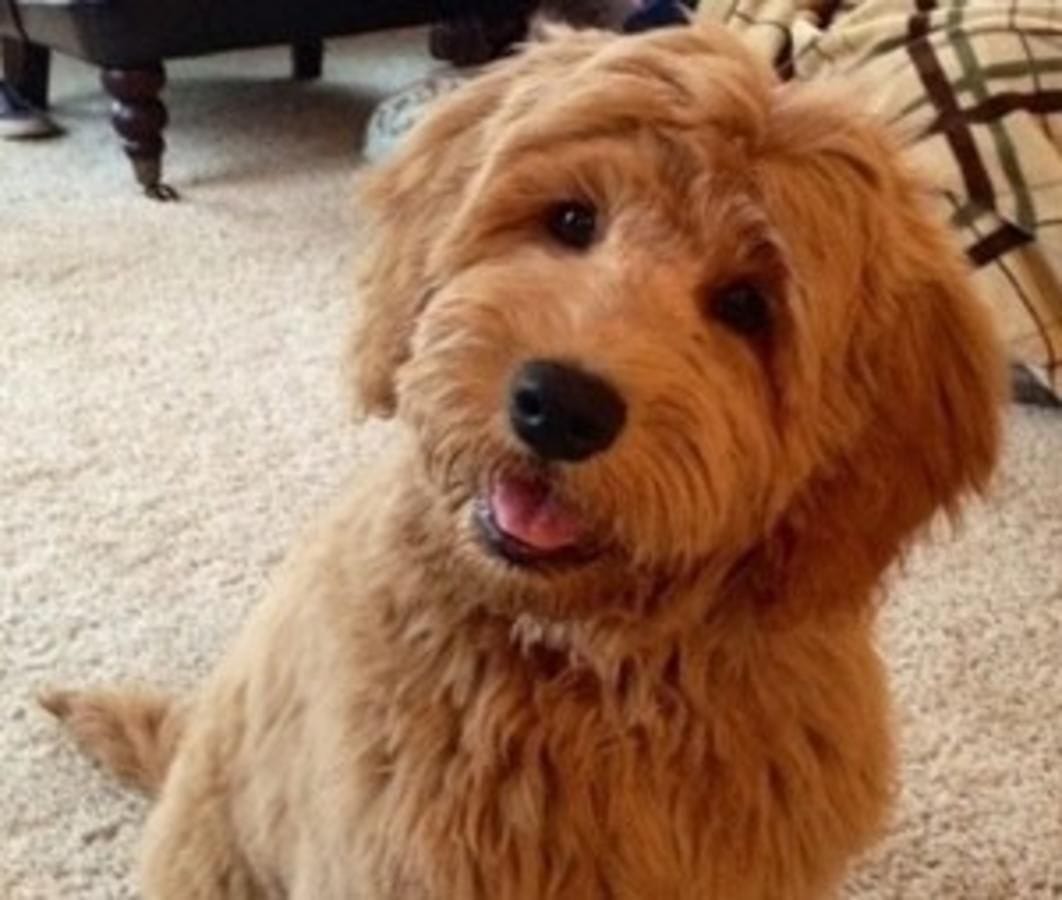 4 Goldendoodle Mixes That'll Melt Your Heart - PetPress